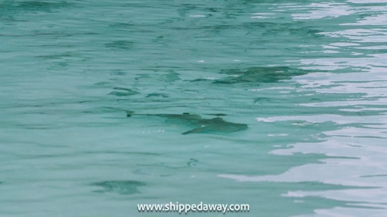 How and when to visit Maya Bay: Hours, Rules & Tips