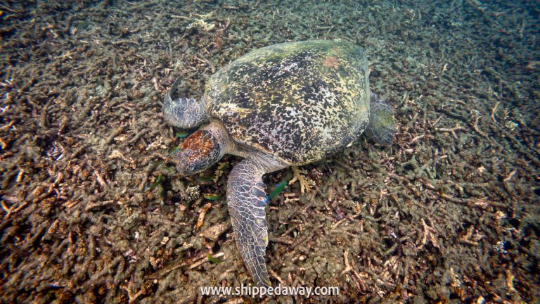 Koh Tao Island Guide: 15 Things To See & Do + Tips